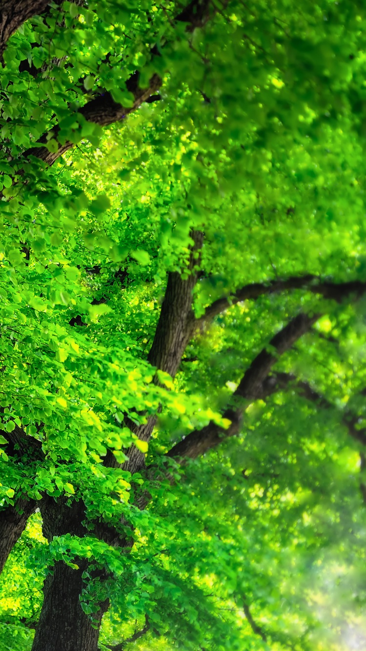 Earth Tree, 750x1334 Phone HD Wallpaper