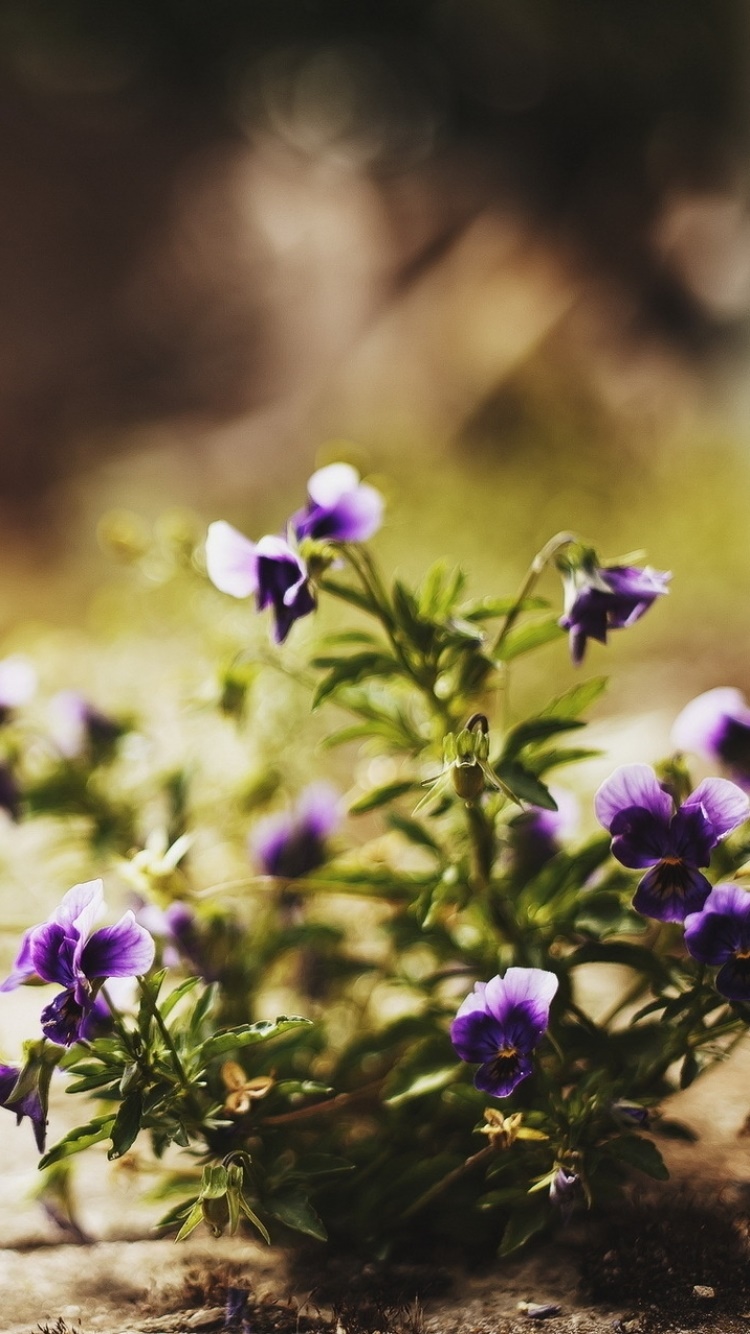 Earth Flower, 750x1334 Phone HD Wallpaper