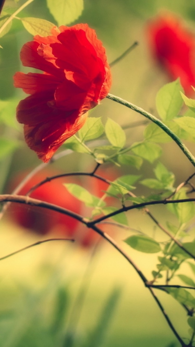 Earth Flower, Nature, 750x1334 Phone HD Wallpaper