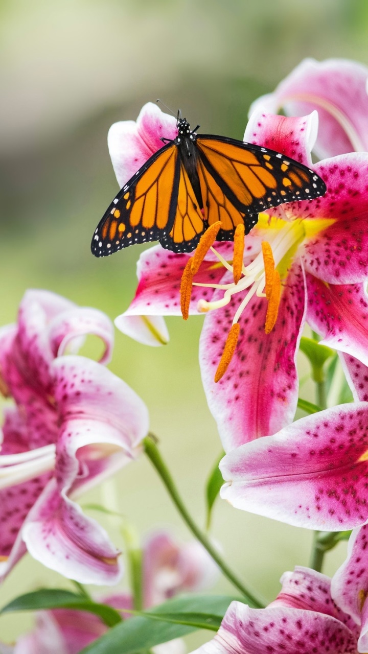 «Butterfly phone wallpaper» 1080P, 2k, 4k Full HD Wallpapers ...