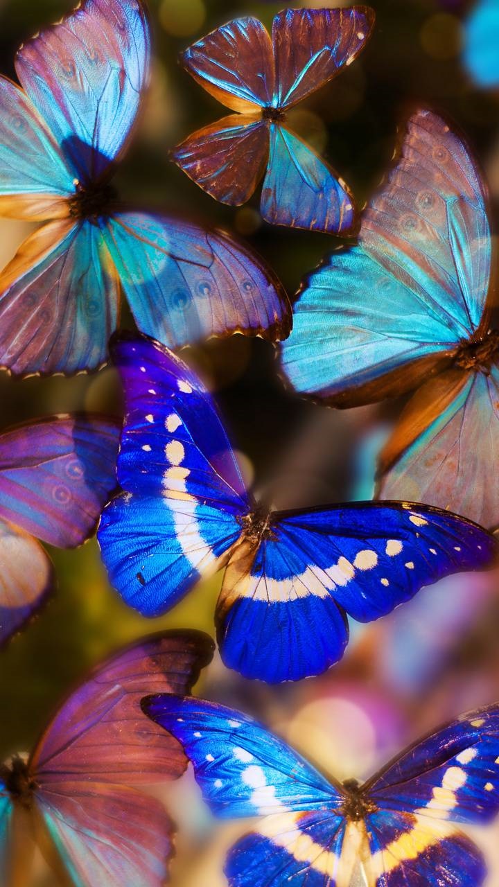 «Butterfly phone wallpaper» 1080P, 2k, 4k Full HD Wallpapers ...