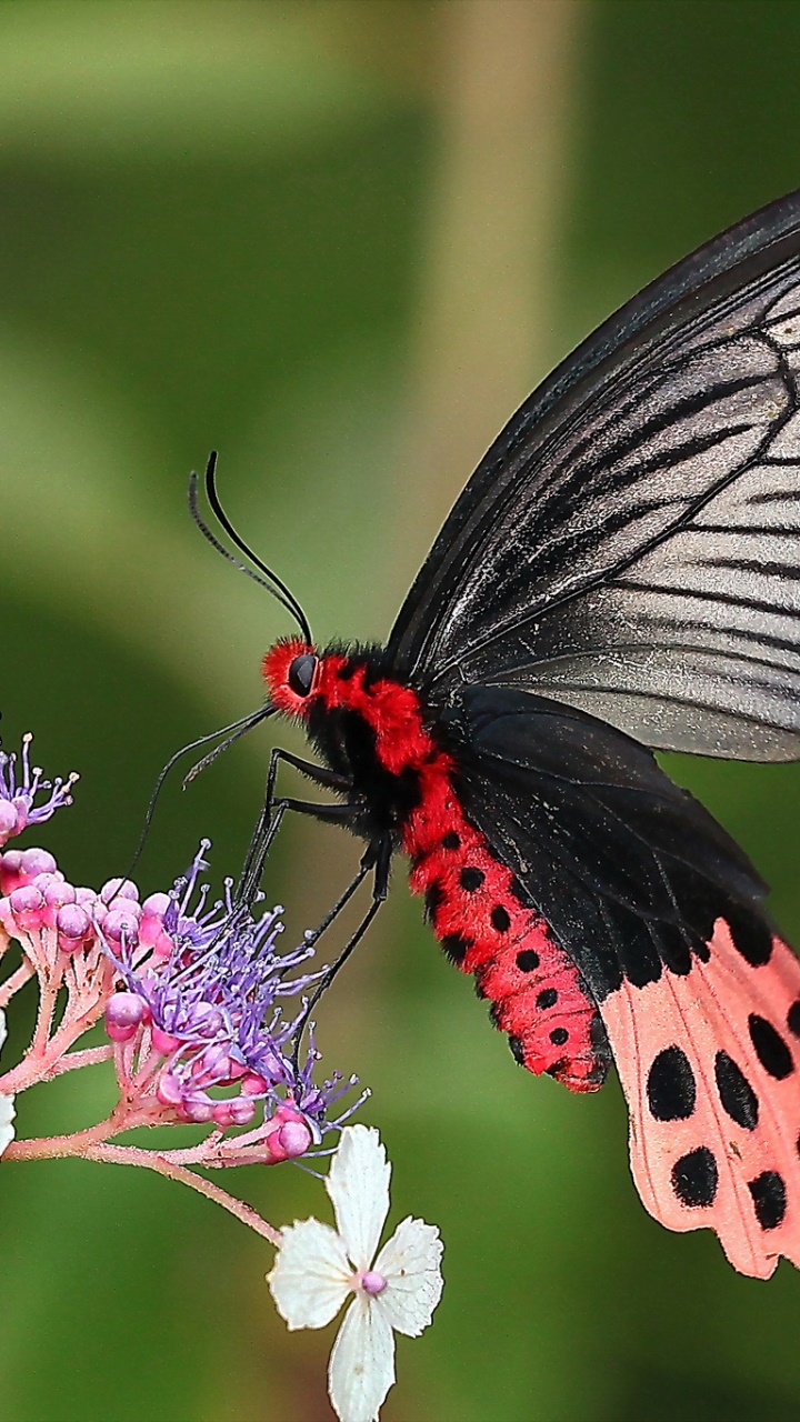 Animal Butterfly, Insect, 720x1280 Phone HD Wallpaper