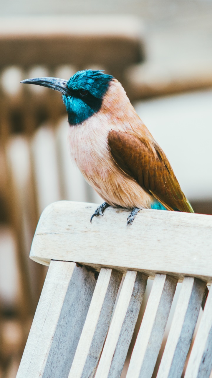 «Bird phone wallpaper» HD Wallpapers