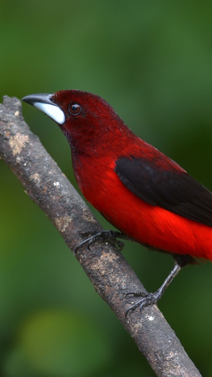 «Bird phone wallpaper» 1080P, 2k, 4k Full HD Wallpapers, Backgrounds ...