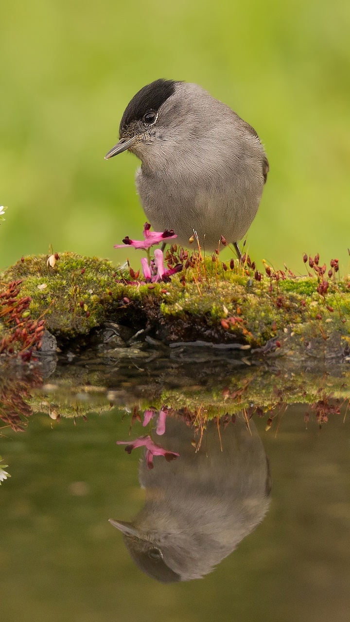 «Bird phone wallpaper» 1080P, 2k, 4k Full HD Wallpapers, Backgrounds ...