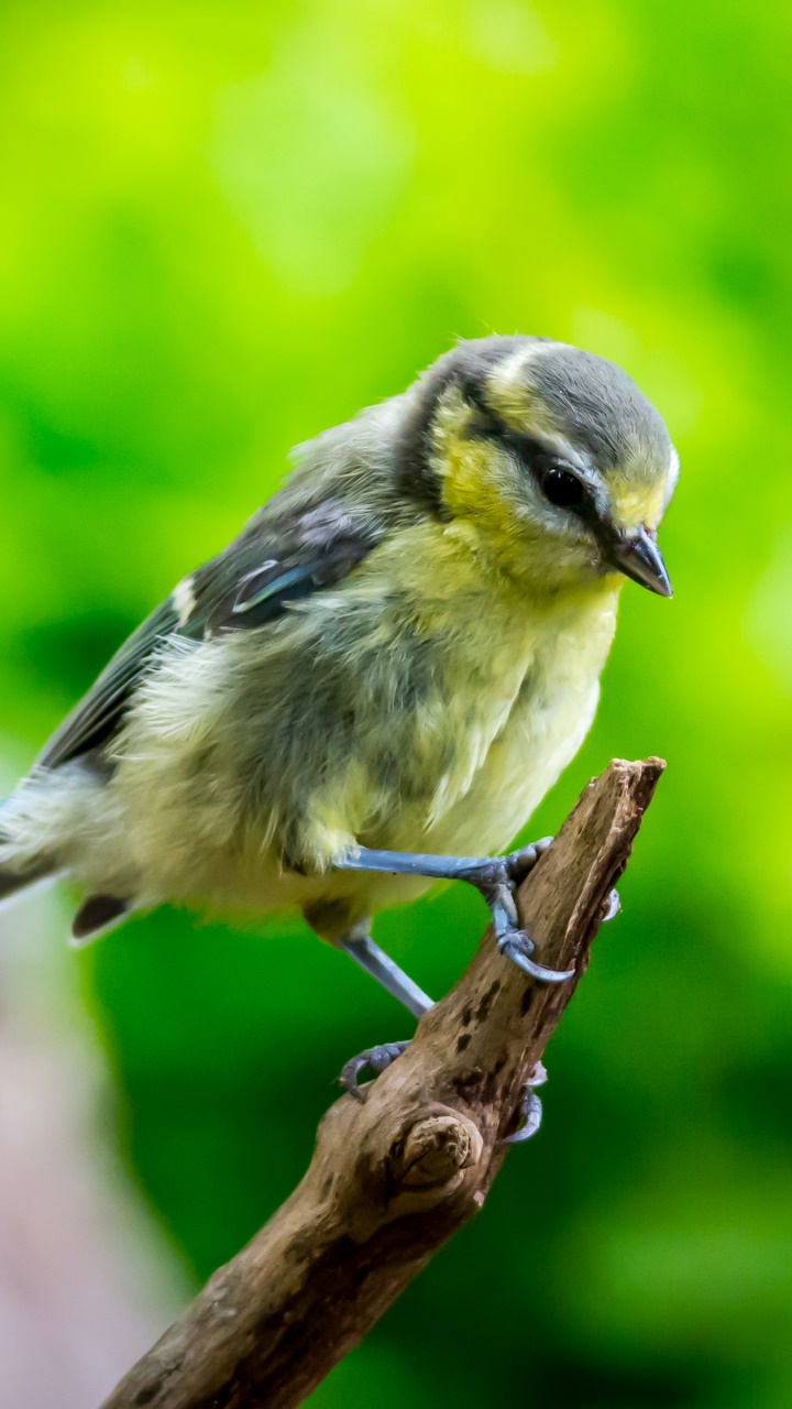 Animal Bird, Branch, 720x1280 Phone HD Wallpaper