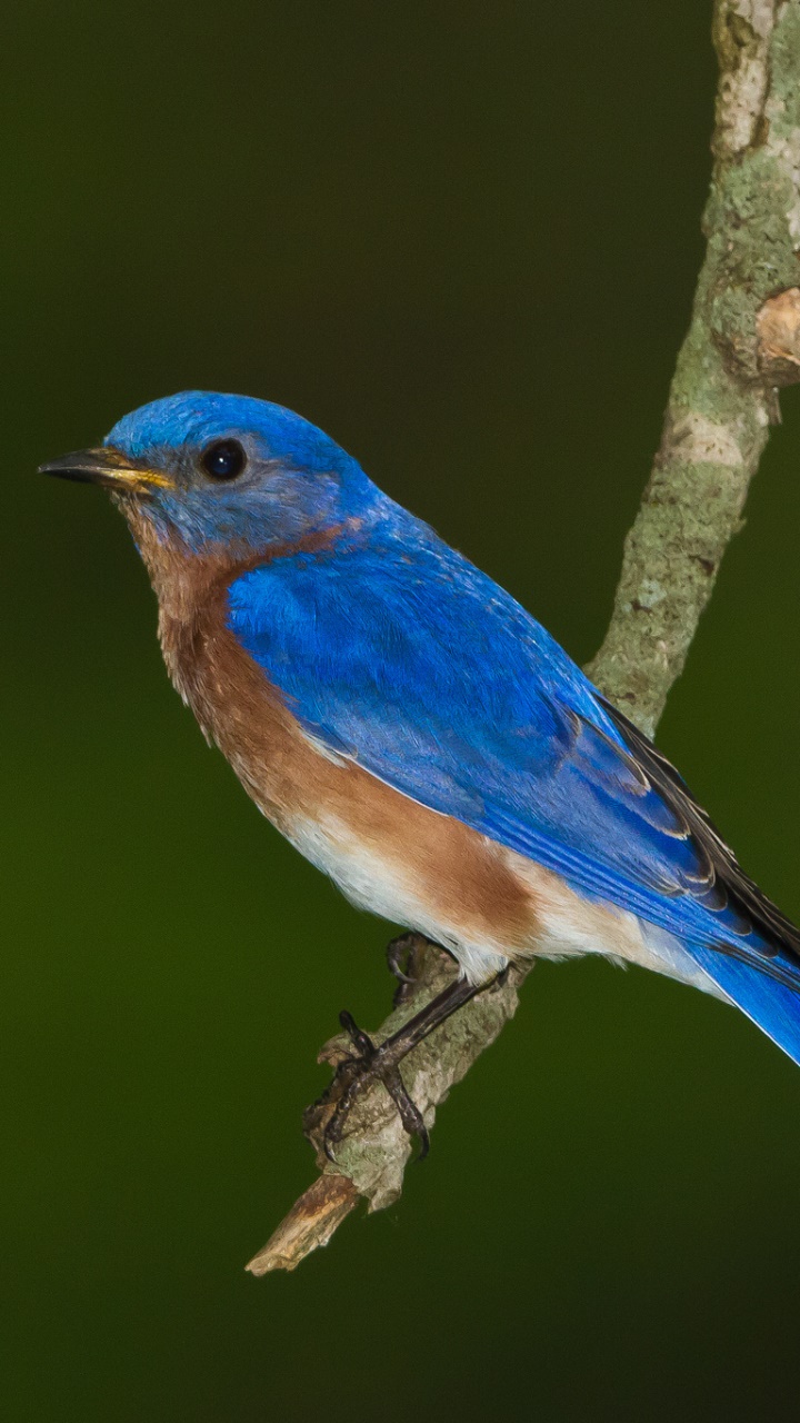 Animal Bird, 720x1280 Phone HD Wallpaper