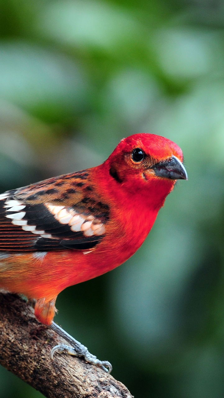 Animal Bird, 720x1280 Phone HD Wallpaper