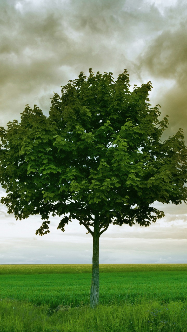 Earth Tree, Earth, Green, Grass, Cloud, Field, 720x1280 Phone HD Wallpaper