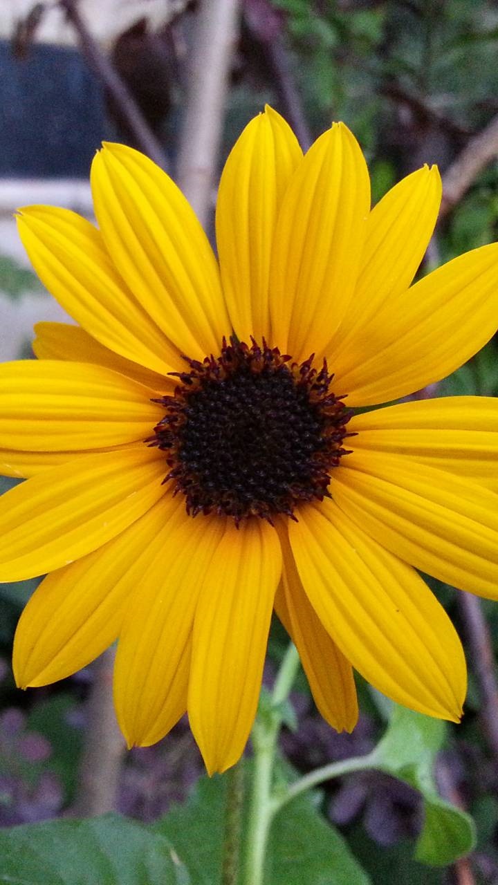 Earth Daisy, Flower, Earth, Yellow Flower, 720x1280 Phone HD Wallpaper