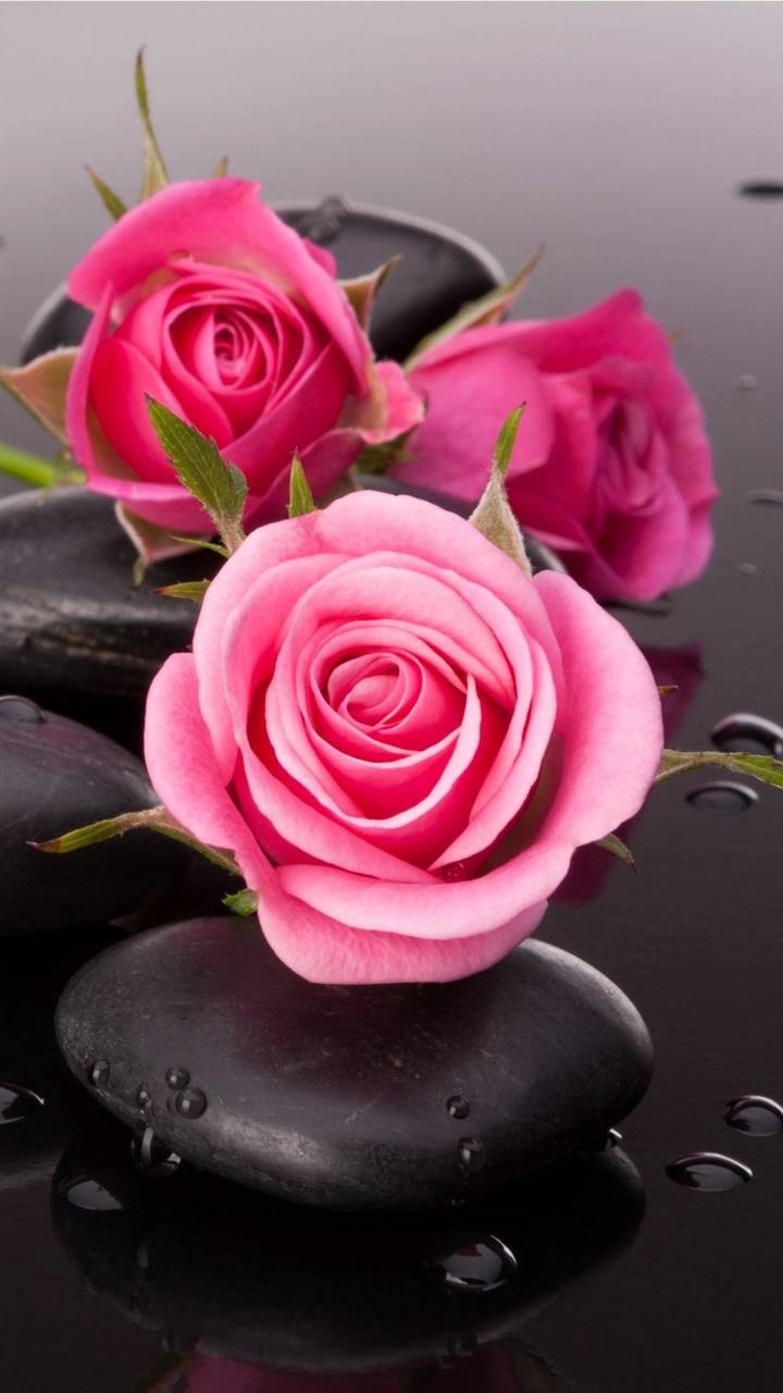 Earth Rose, Pink Rose, Stone, Pink Flower, Earth, 720x1280 Phone HD ...