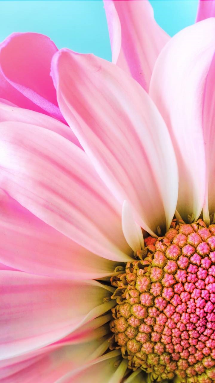 Earth Flower, Petal, Earth, Pink Flower, Daisy, 720x1280 Phone HD Wallpaper