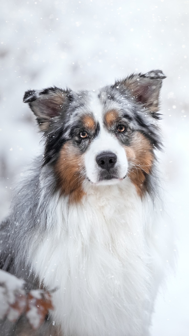 Animal Australian Shepherd, Dog, Stare, Snowfall, Snow, Depth Of Field ...