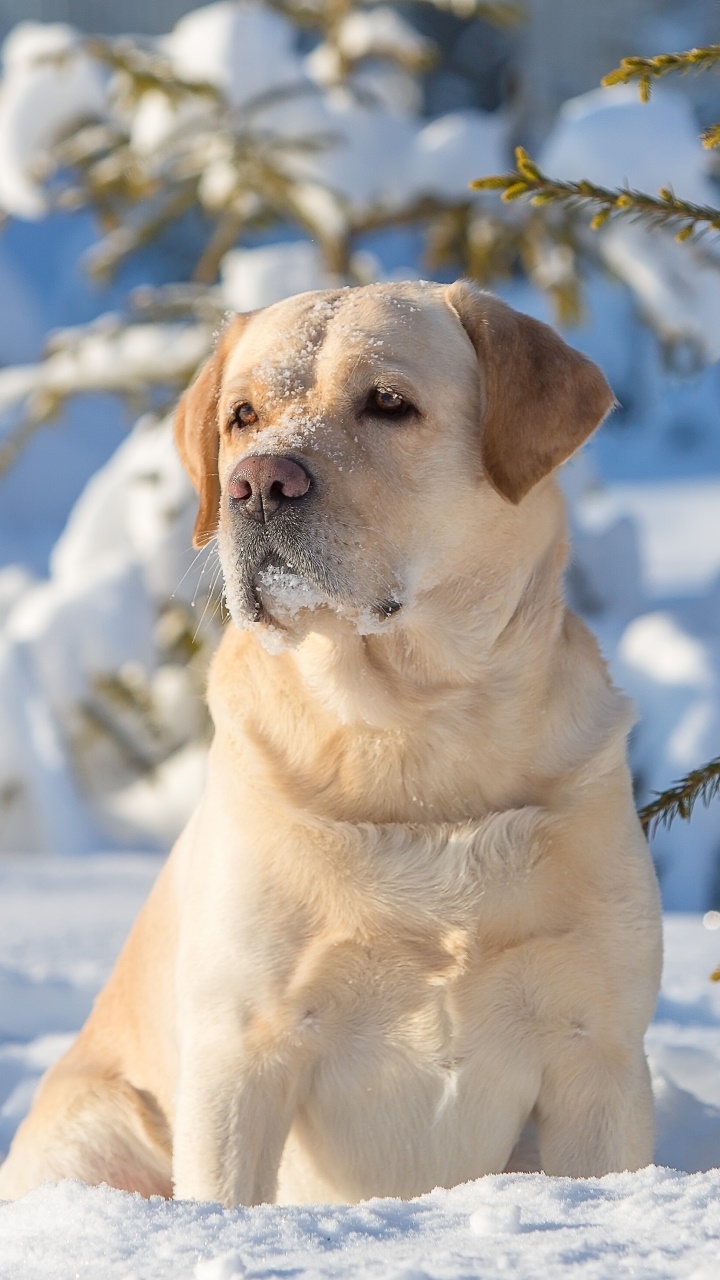 Animal Labrador Retriever, Winter, Dog, Snow, 720X1280 Phone Hd Wallpaper