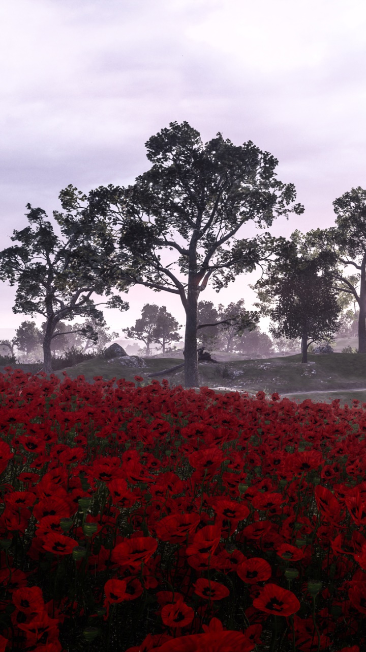 Video Game Battlefield 1, Flower, Landscape, Poppy, Red Flower ...