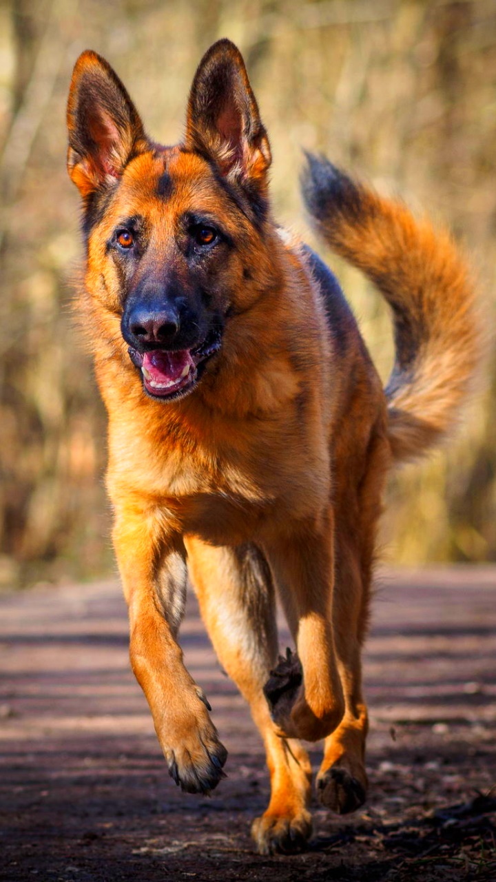 Animal German Shepherd, Dog, Running, 720x1280 Phone HD Wallpaper