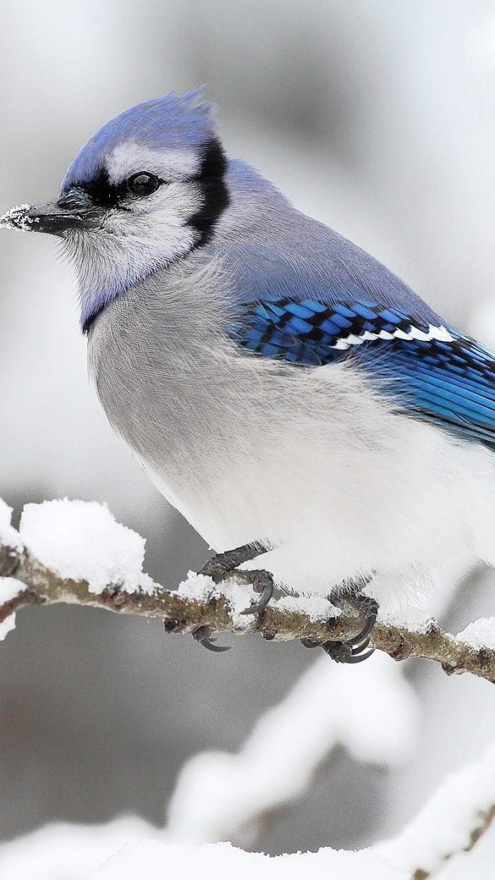 «Blue Jay phone wallpaper» 1080P, 2k, 4k Full HD Wallpapers ...
