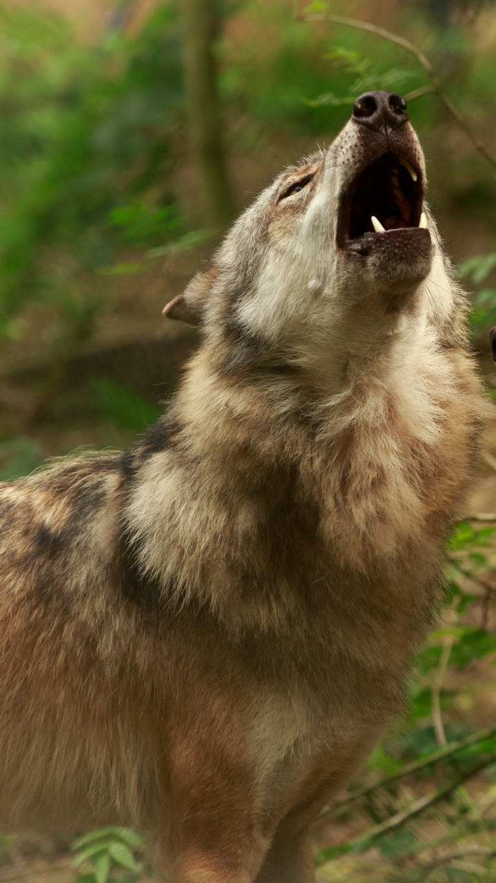 Animal Wolf, Close-up, Blur, Howling, 720x1280 Phone HD Wallpaper