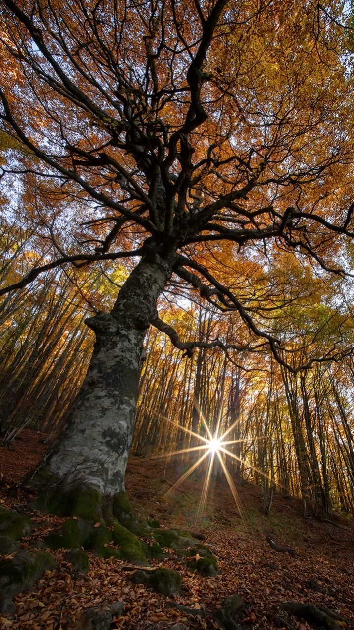 Earth Tree, Fall, Sunbeam, Nature, Forest, 720x1280 Phone HD Wallpaper