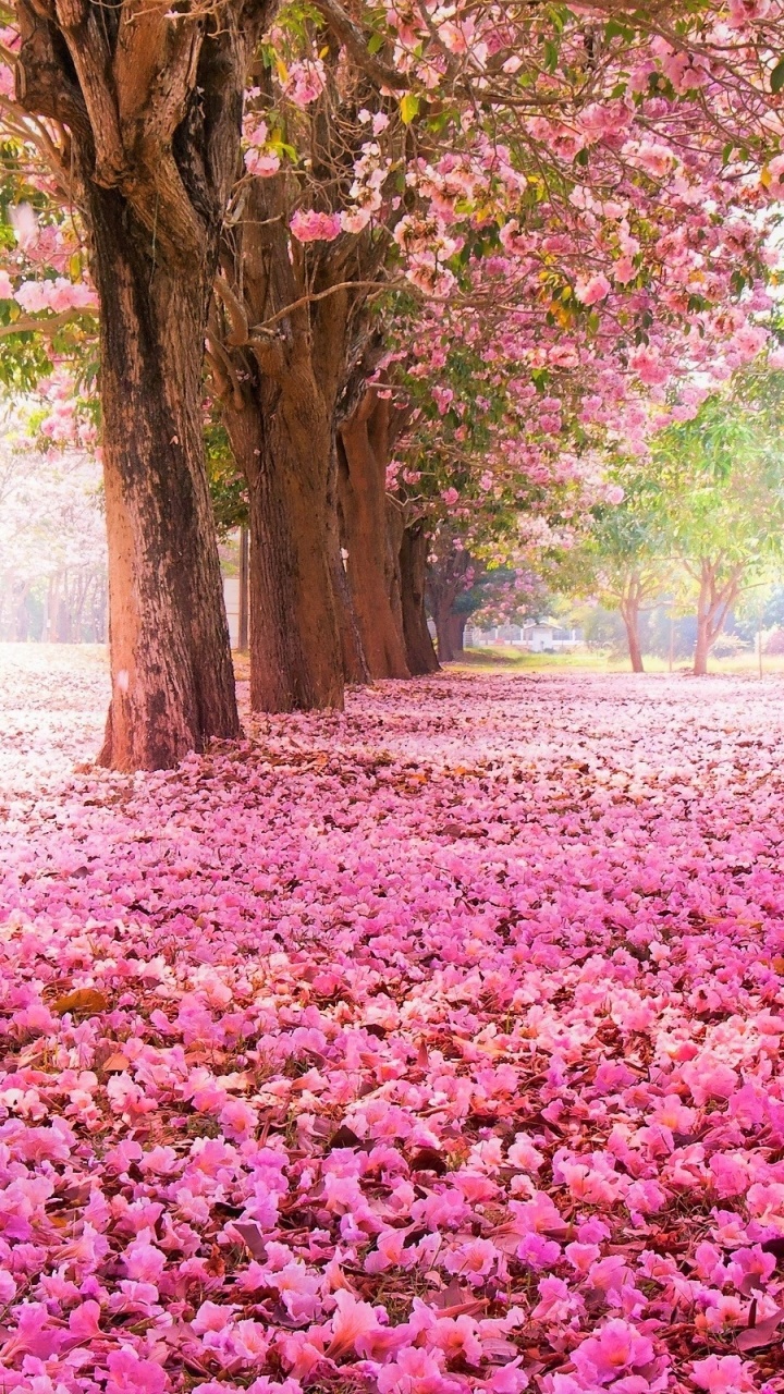 Earth Tree, Petal, Pink Flower, Park, Earth, Blossom, 720x1280 Phone HD ...
