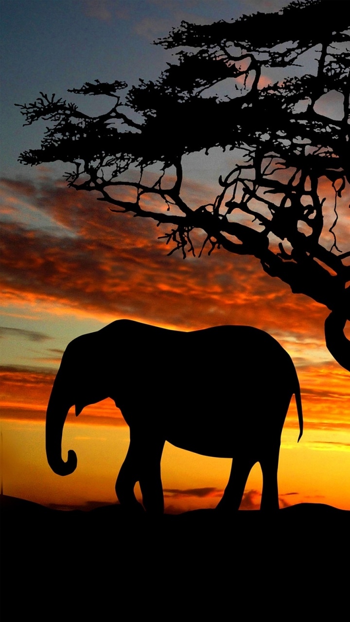 Animal African bush elephant, Elephant, 720x1280 Phone HD Wallpaper
