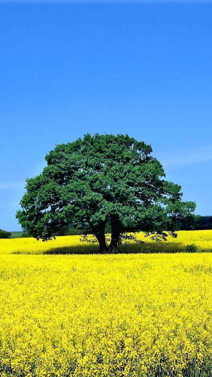 Earth Tree, Field, Meadow, Summer, Sky, Sunny, 720x1280 Phone HD Wallpaper
