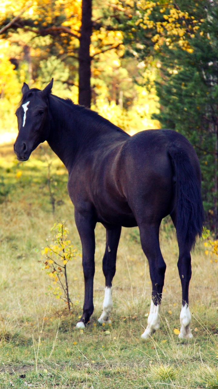 «Horse phone wallpaper» 1080P, 2k, 4k Full HD Wallpapers, Backgrounds ...