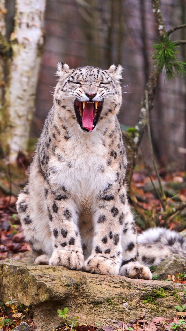 Animal Snow Leopard, 720x1280 Phone HD Wallpaper