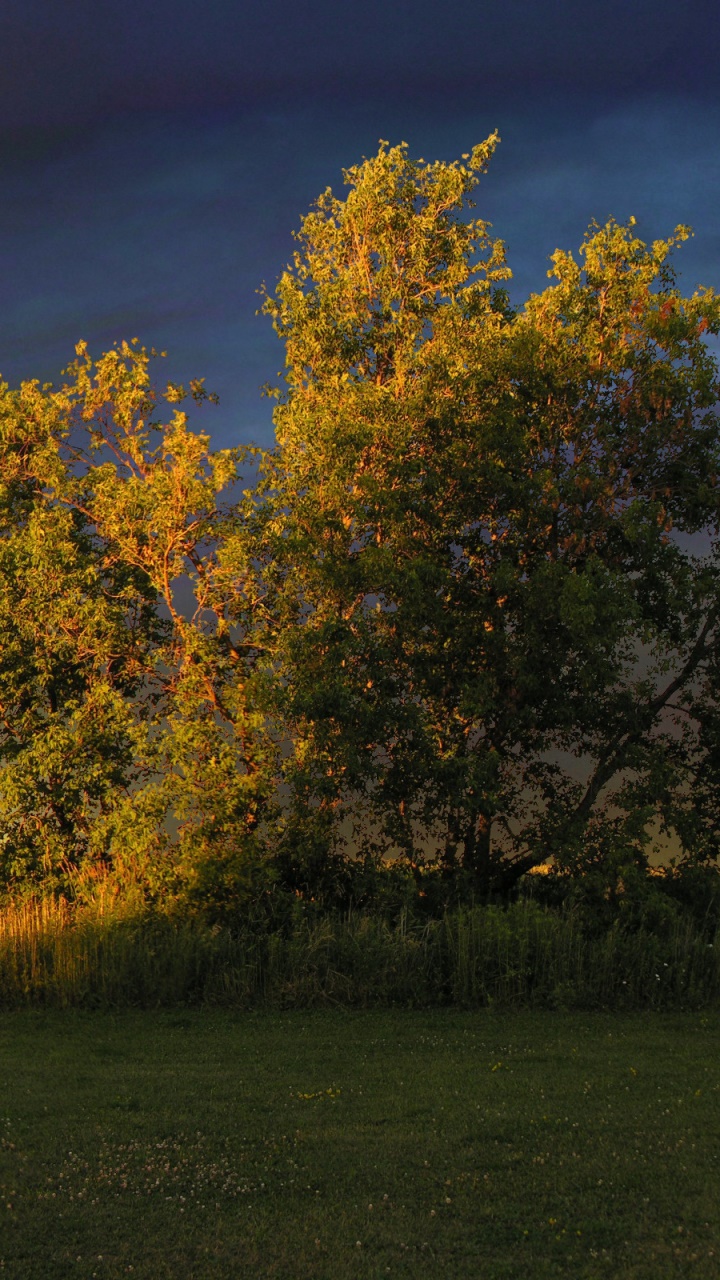 Earth Tree, 720x1280 Phone HD Wallpaper