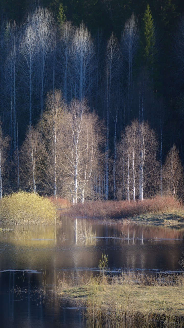 Earth Swamp, 720x1280 Phone HD Wallpaper