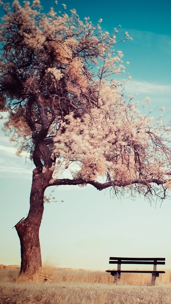 Earth Tree, 720x1280 Phone HD Wallpaper