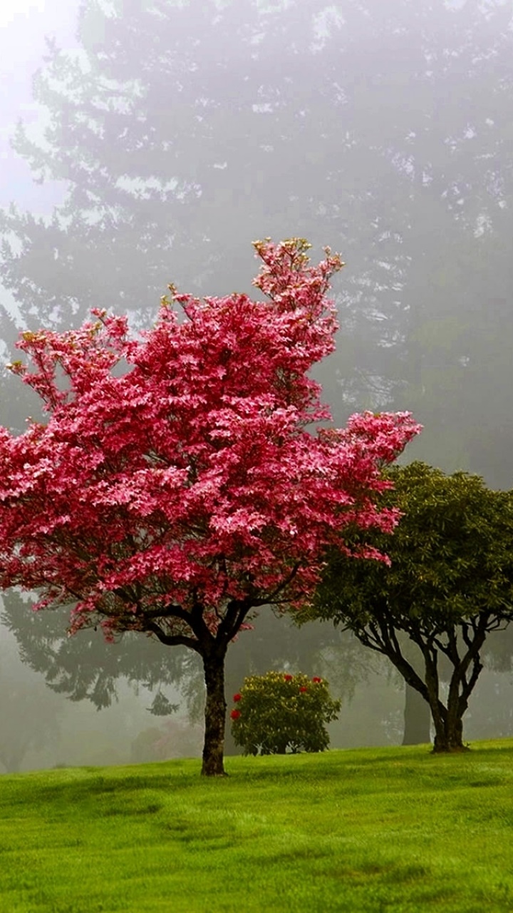 Earth Tree, 720x1280 Phone HD Wallpaper