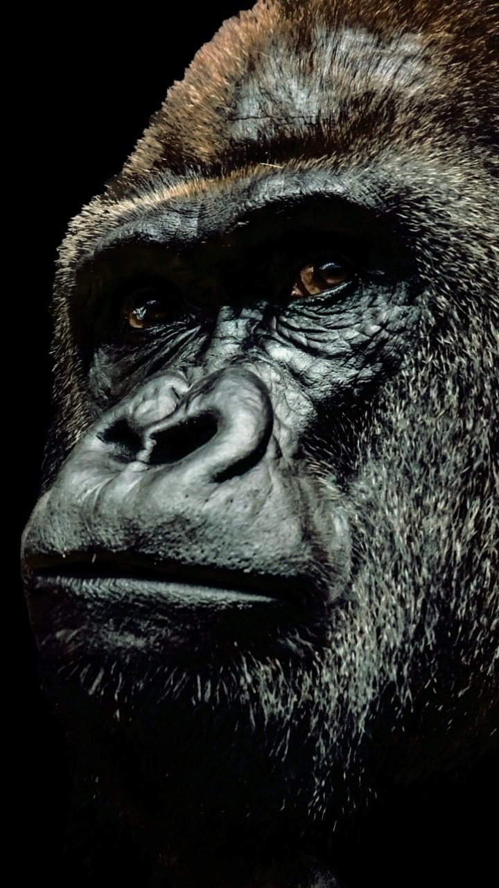 «GORILLA PHONE WALLPAPER» HD wallpapers