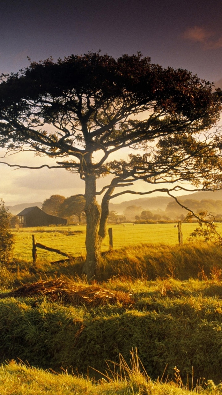 Earth Tree, New Zealand, 720x1280 Phone HD Wallpaper
