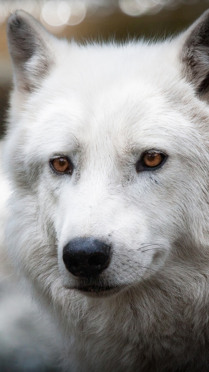 «Wolf phone wallpaper» 1080P, 2k, 4k Full HD Wallpapers, Backgrounds ...