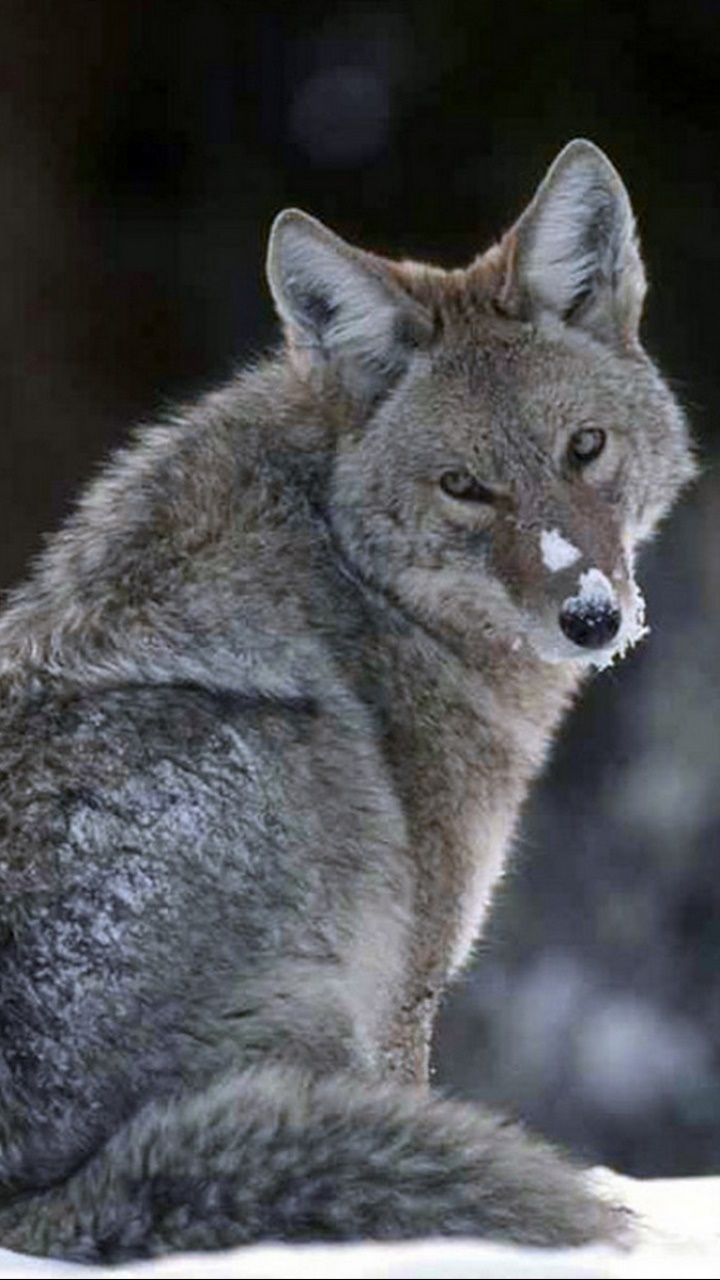 «Wolf phone wallpaper» 1080P, 2k, 4k Full HD Wallpapers, Backgrounds ...