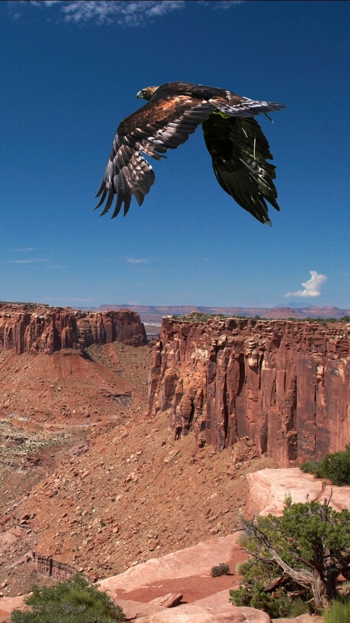 «Eagle phone wallpaper» 1080P, 2k, 4k Full HD Wallpapers, Backgrounds ...
