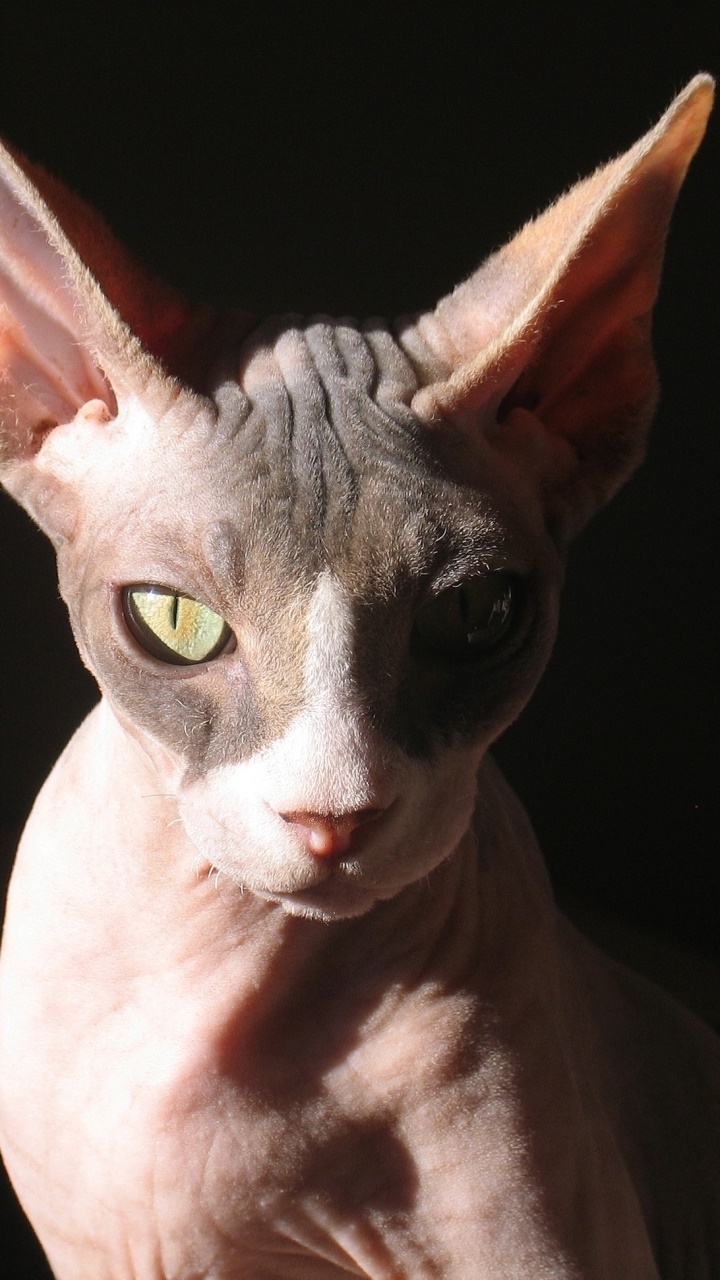 «Sphynx Cat phone wallpaper» HD Wallpapers