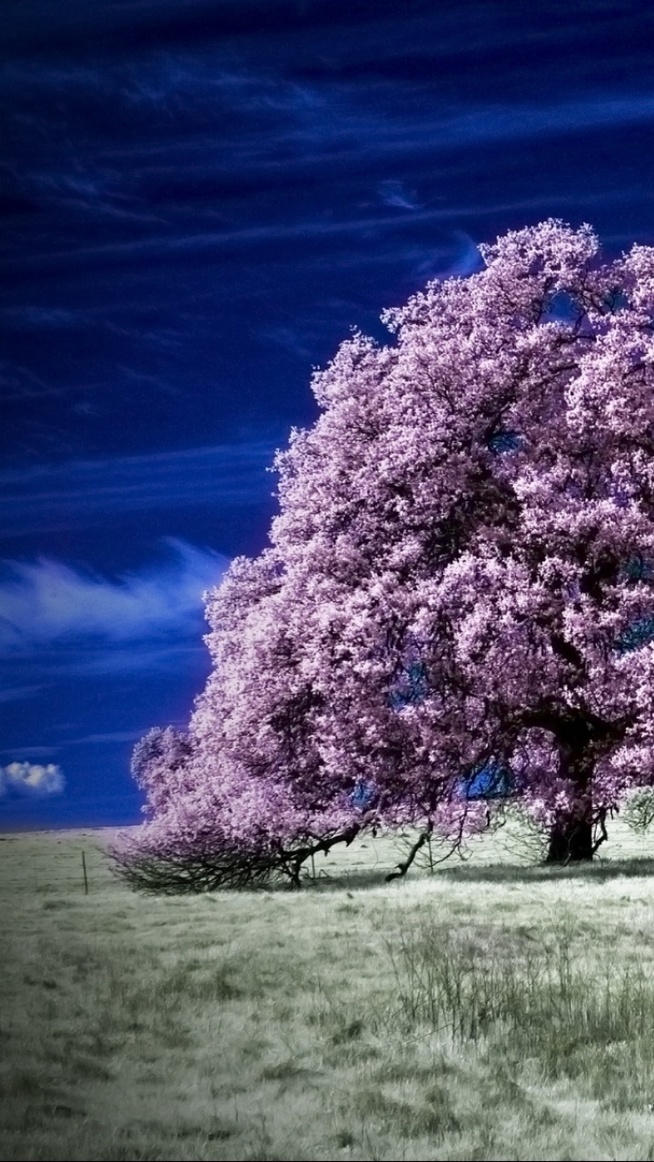 Earth Tree, Field, 720x1280 Phone HD Wallpaper
