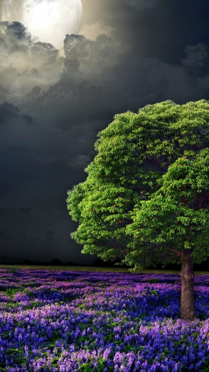 Earth Tree, 720x1280 Phone HD Wallpaper