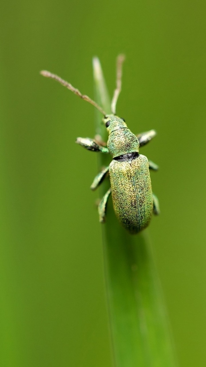 Animal Insect, 720x1280 Phone HD Wallpaper