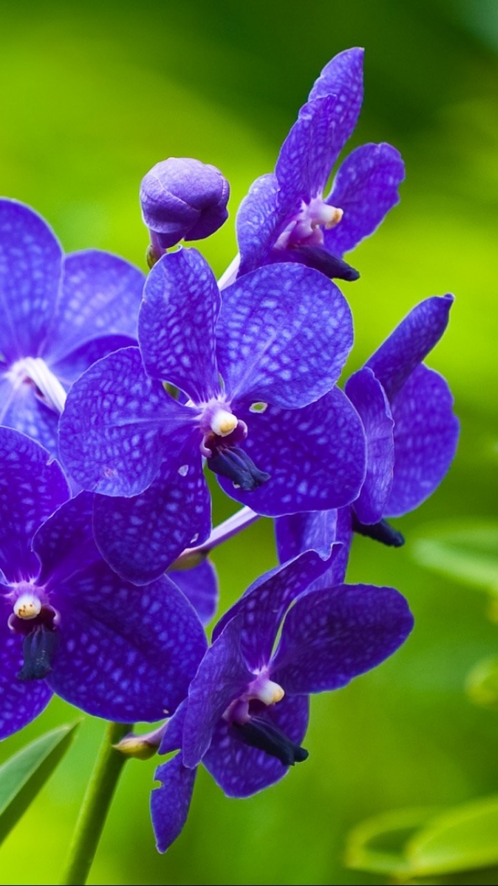 Earth Orchid, Flower, 720X1280 Phone Hd Wallpaper