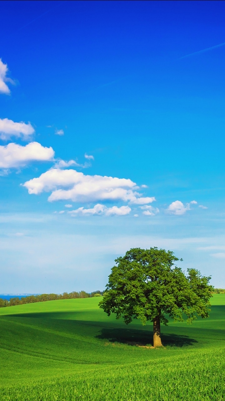Earth Tree, 720x1280 Phone HD Wallpaper