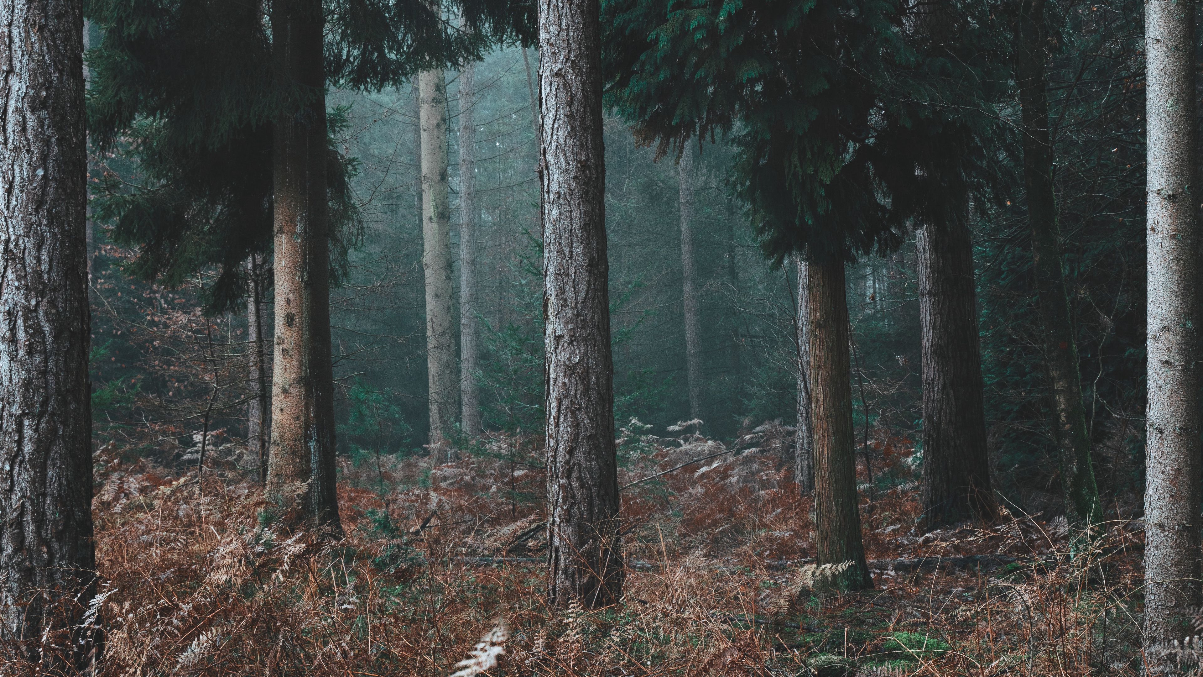 forest, path, trees, pines, nature, 4k HD Wallpaper