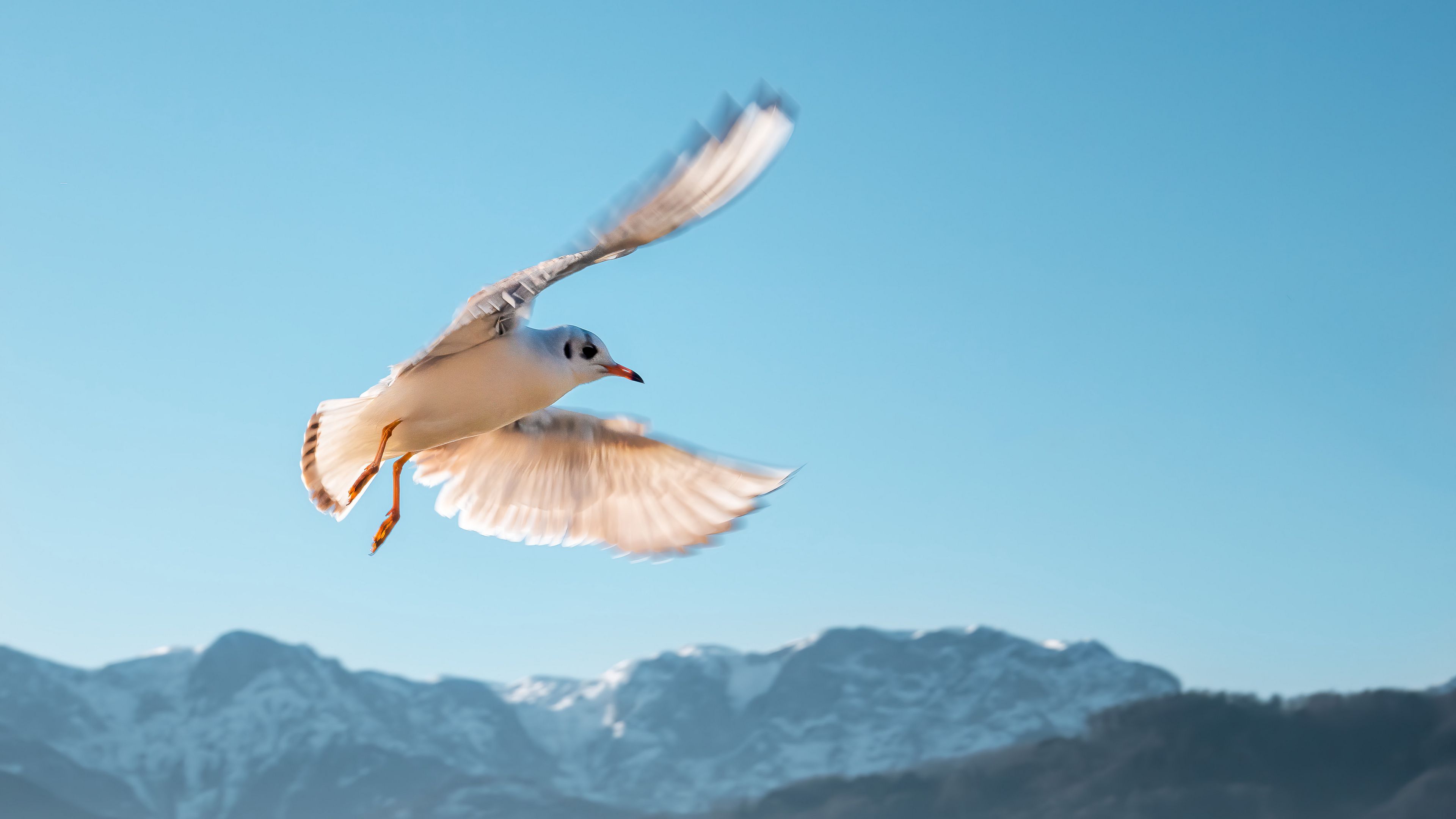 «FLIGHT» HD wallpapers