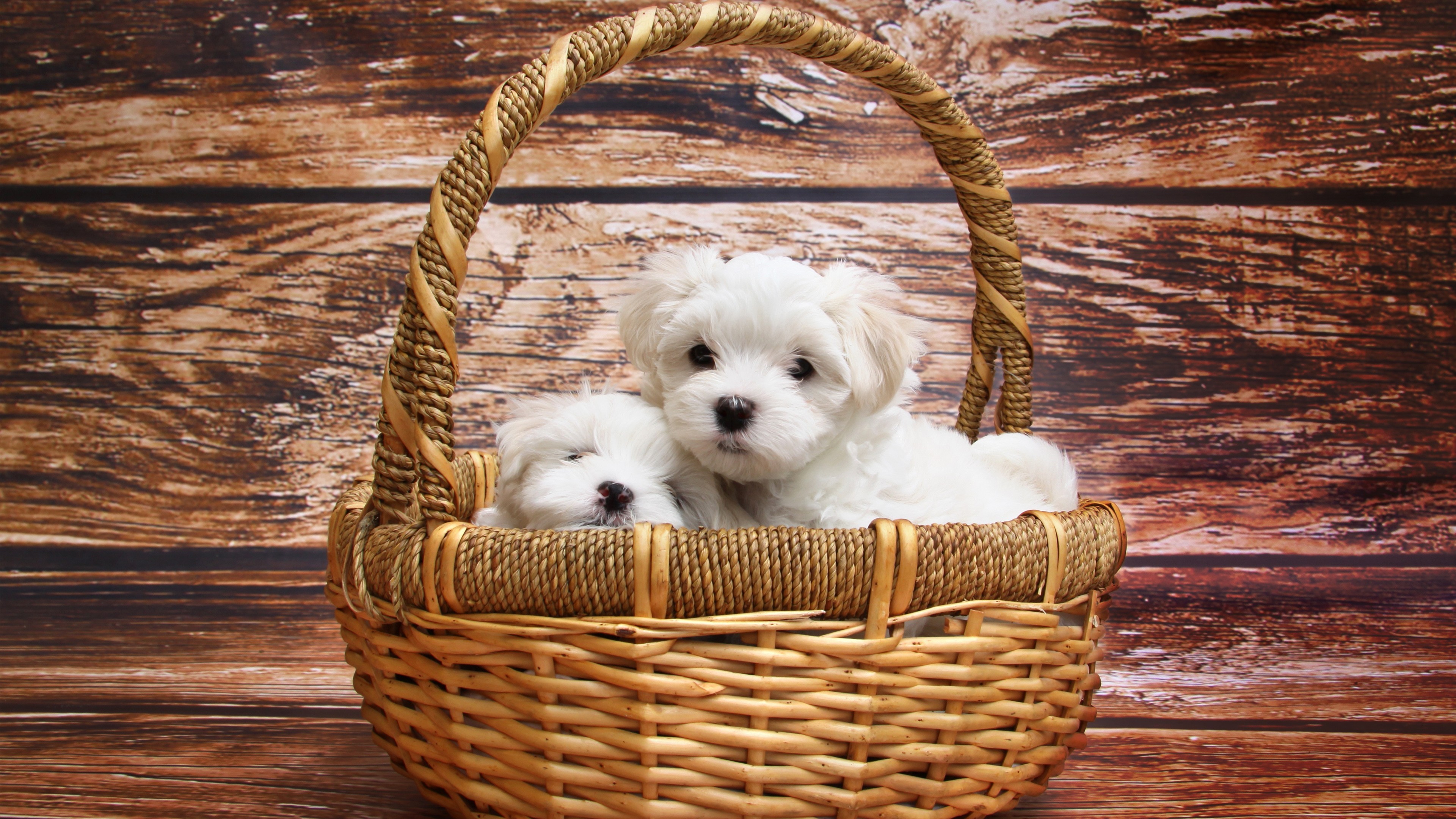 «maltese» HD Wallpapers