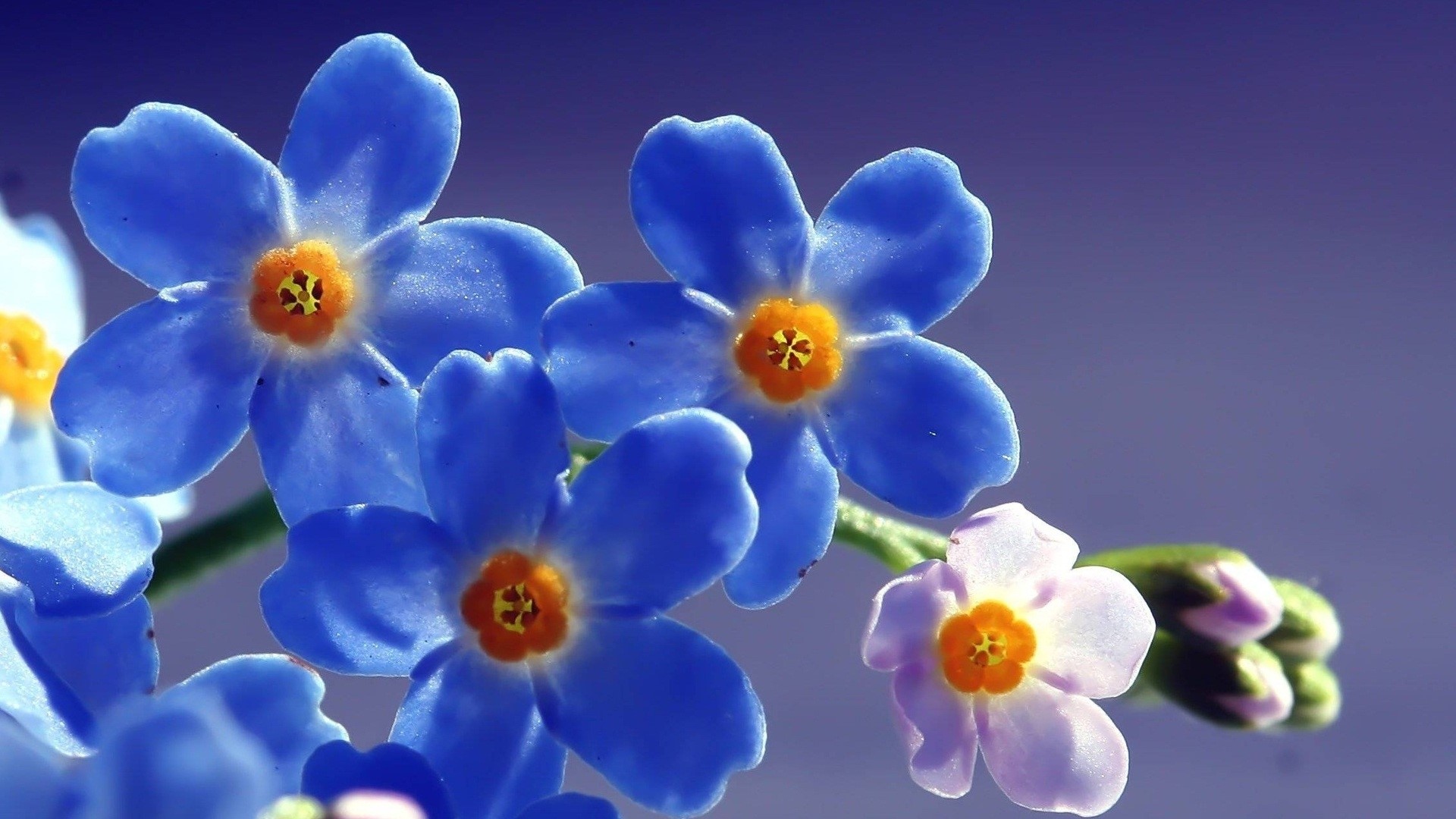blue, flowers, nature HD Wallpaper