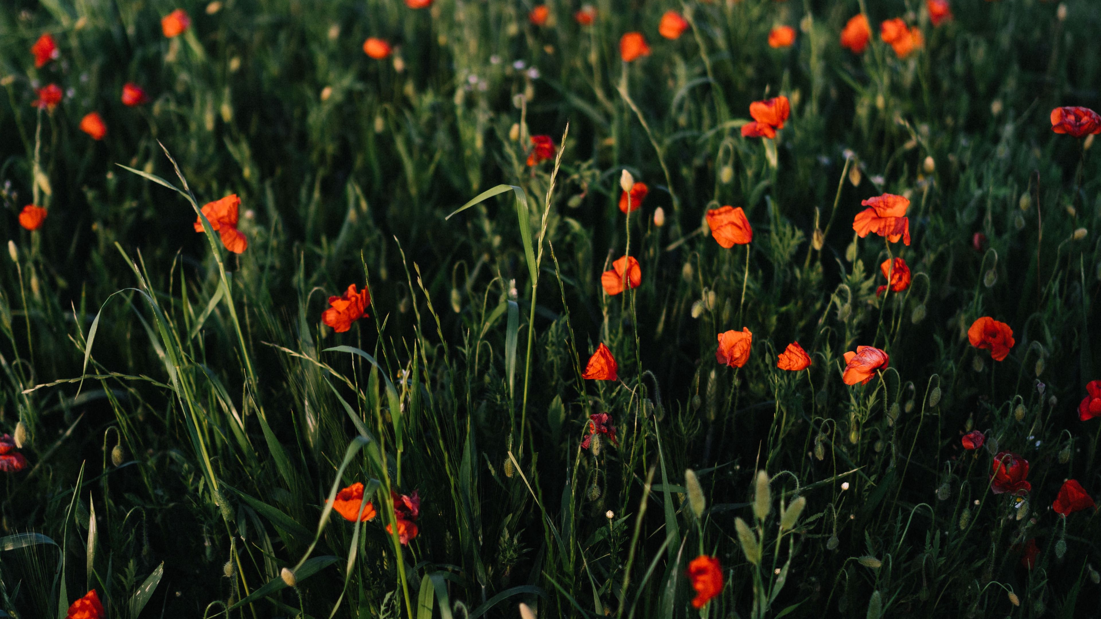«poppies» HD Wallpapers