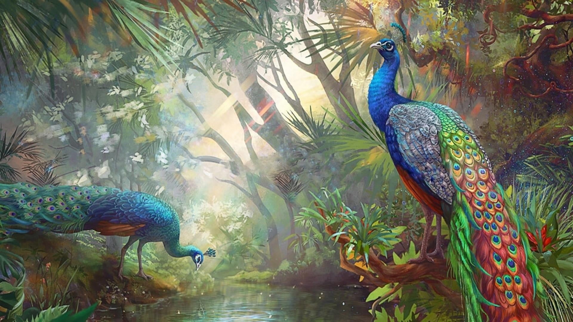 «PEACOCK» HD wallpapers