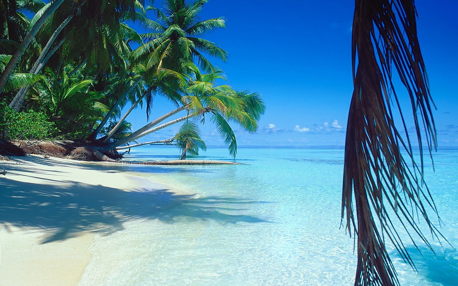 Wallpaper ID: 1364972 / landscape, palm trees, sea, shrubs, beach ...